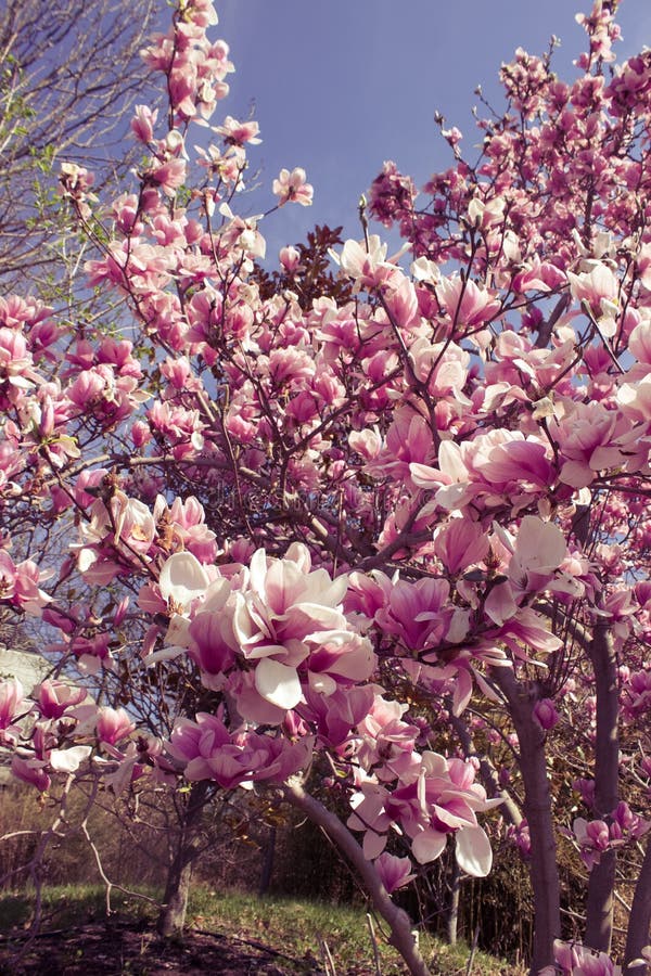Magnolia Tree Blossoming stock image. Image of april - 53745081
