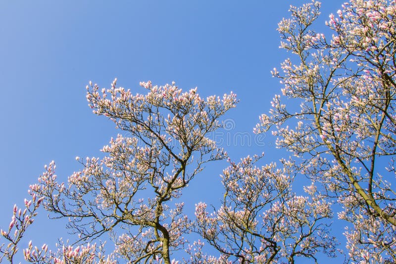 Magnolia Tree with Blue Sky Stock Photo - Image of flower, bloom: 30534388