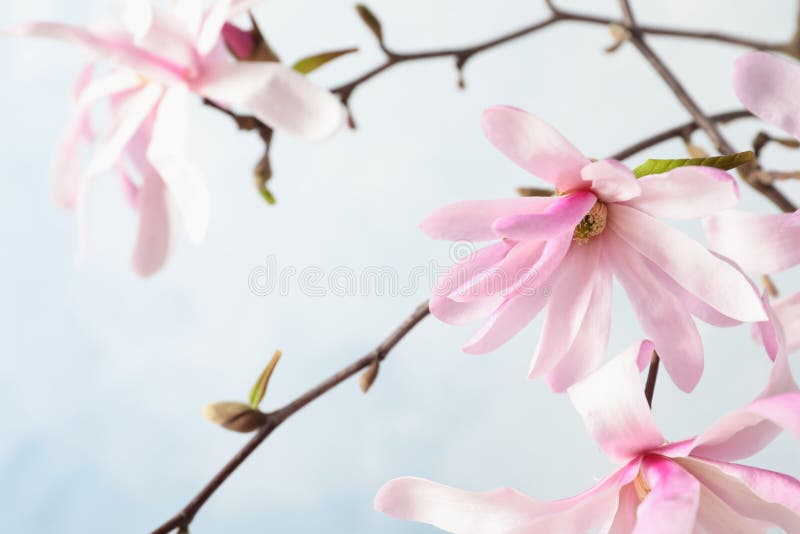 Magnolia Tree Branches with Beautiful Flowers on Light Blue Background ...