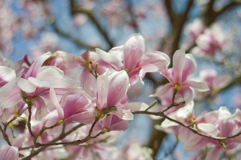 Magnolia Tree Branches Full of Flowers Stock Photo - Image of flowers ...