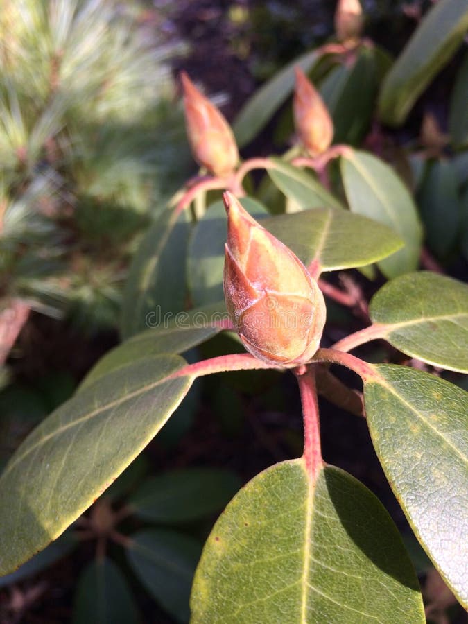 Magnolia tree buds stock photo. Image of buds, magnolia - 51416764
