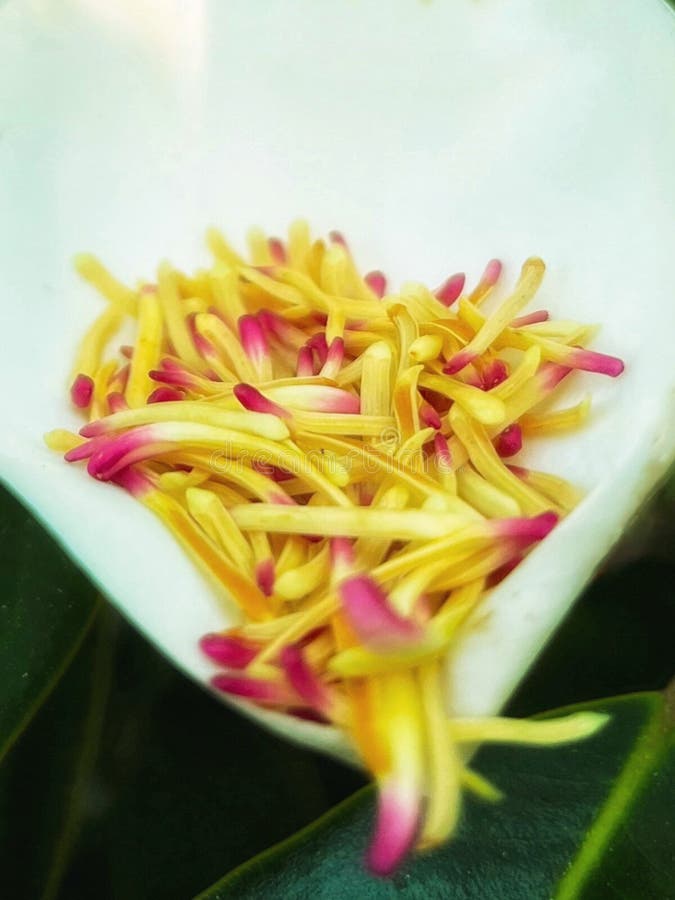 Whispers Magnolia Stock Photos - Free & Royalty-Free Stock Photos from ...