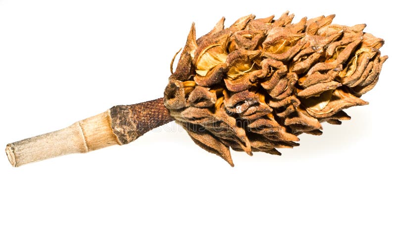 Magnolia Tree Cone stock photo. Image of white, native - 12210082