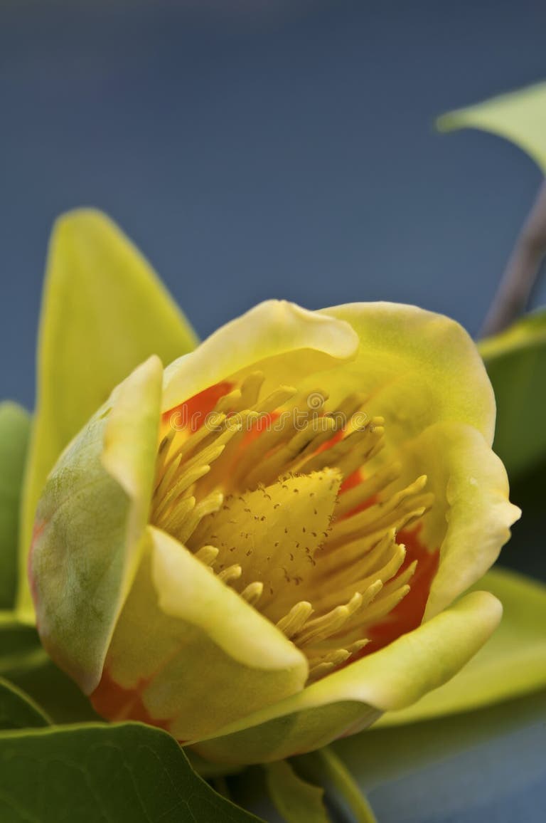 4,853 Magnolia Abstract Stock Photos - Free & Royalty-Free Stock Photos ...