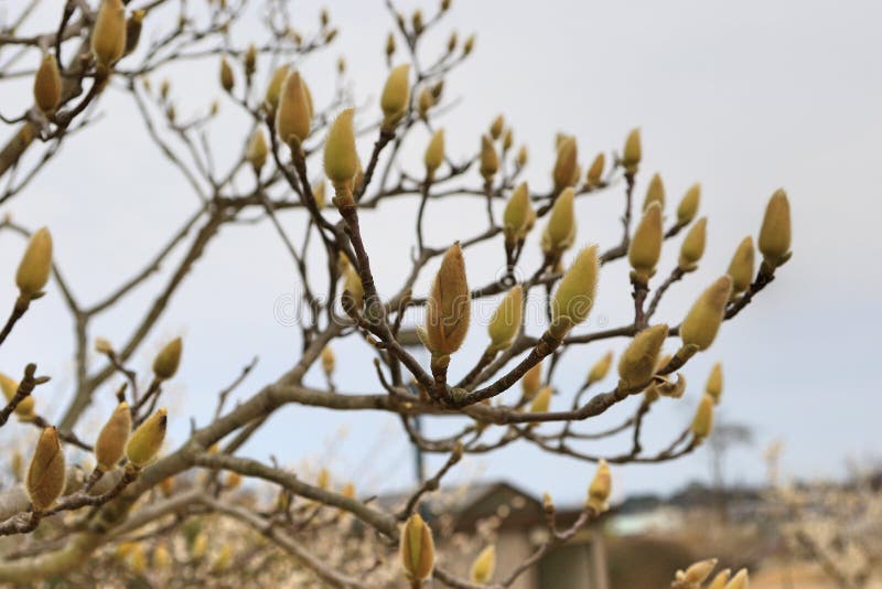 Magnolia tree flower buds stock image. Image of spring - 89943305