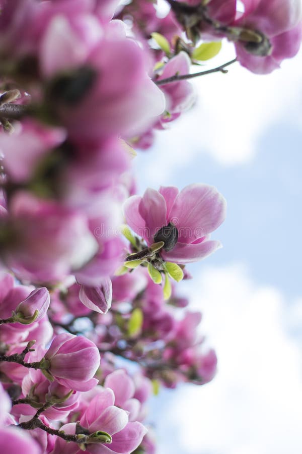 Magnolia Tree Flowers Blossom in Spring Stock Photo - Image of elegancy ...