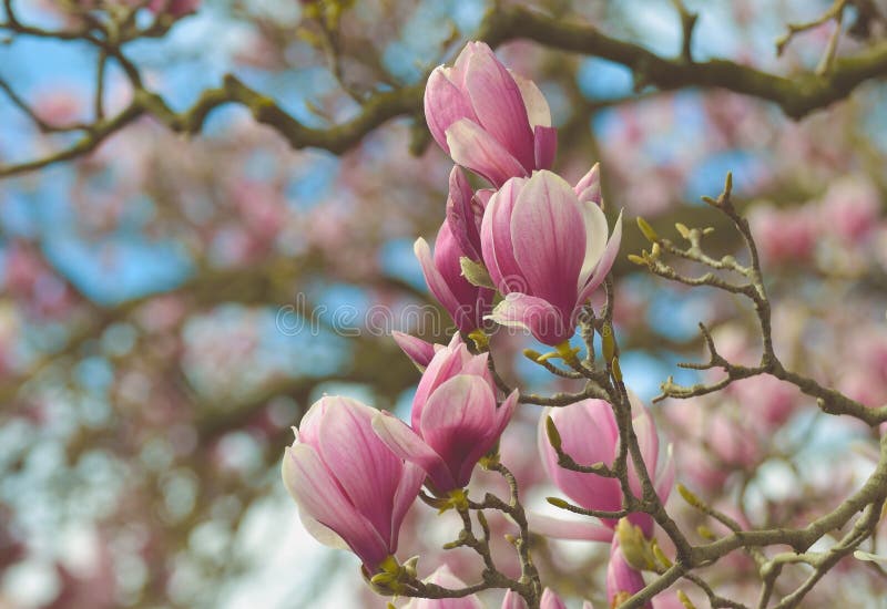 Magnolia tree flowers, stock image. Image of branch, isolated - 54433889