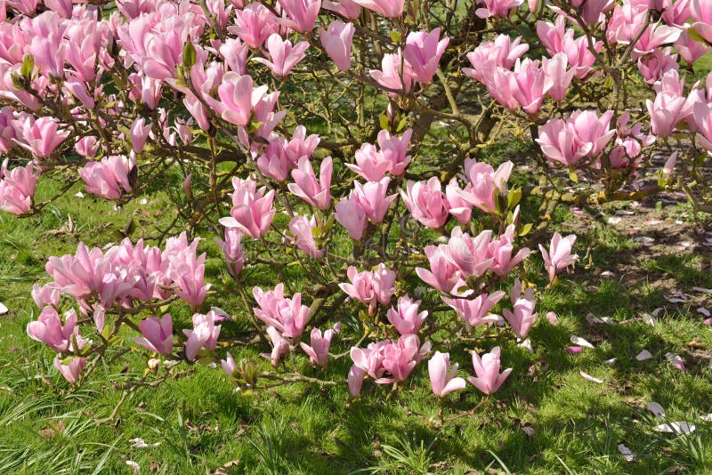 Light pink geranium stock photo. Image of raceme, flower - 30279048
