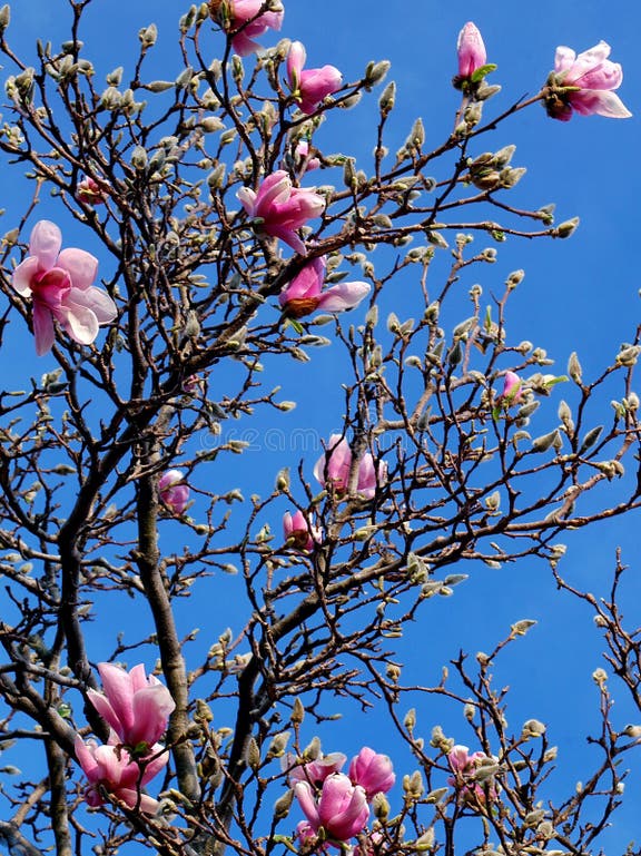 Magnolia Tree and Flowers stock photo. Image of fresh - 30590384