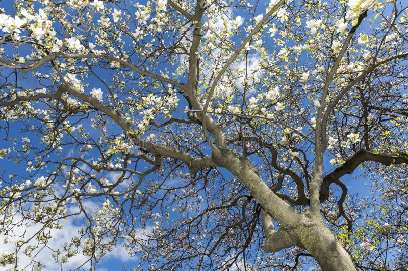 Magnolia Tree in Full Bloom in Early Spring Stock Image - Image of ...