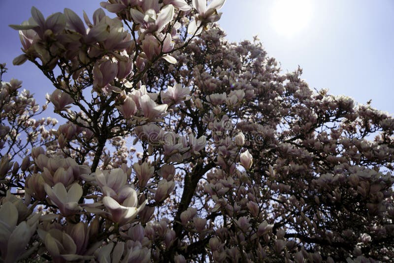 Magnolia Tree in Full Bloom Stock Photo - Image of magnolia, botany ...