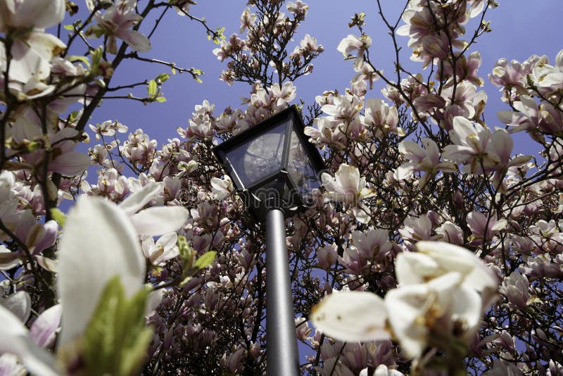 Magnolia Tree in Full Bloom Stock Image - Image of petal, bloom: 261450789