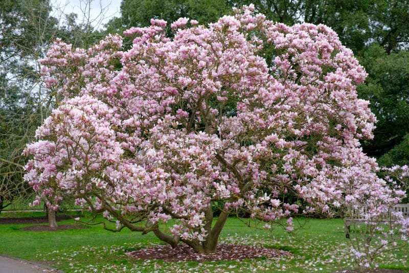 Magnolia Tree Full of Flowers Stock Image - Image of forest, blooming ...
