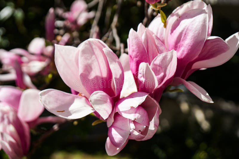Magnolia Tree Liliiflora Lily Magnolia Spring Istanbul Stock Image ...