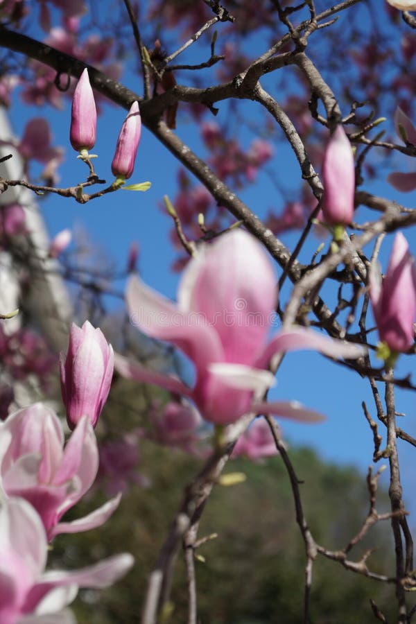 Magnolia Tree Liliiflora Lily Magnolia Spring Istanbul Stock Image ...