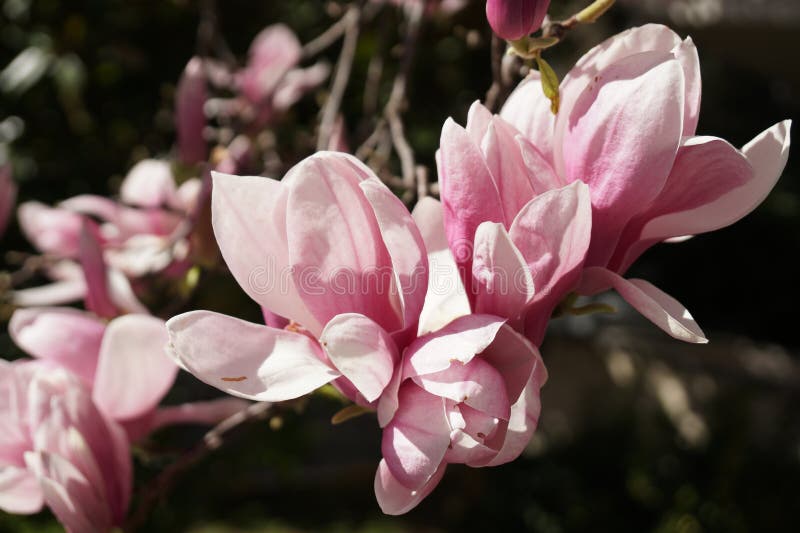 Magnolia Tree Liliiflora Lily Magnolia Spring Istanbul Stock Photo ...