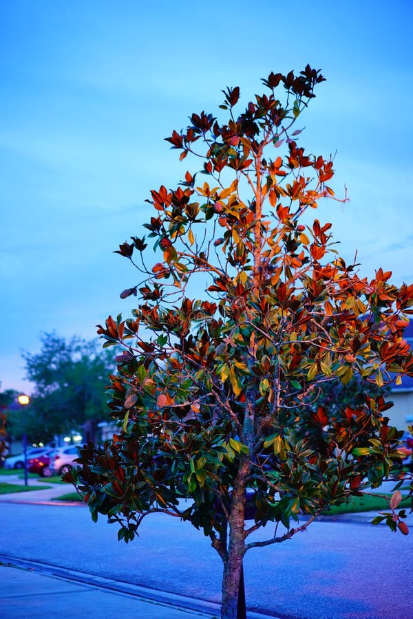Magnolia tree at night stock photo. Image of drop, center - 254062876
