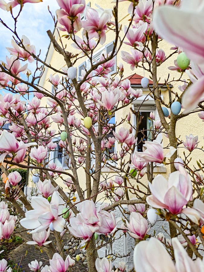 A Magnolia Tree with Pink Flowers and Eggs on it Stock Image - Image of ...