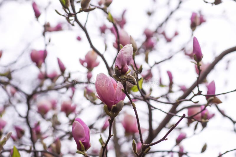 Magnolia Tree with a Pink Flowers at Spring. Beauty in Nature Stock ...