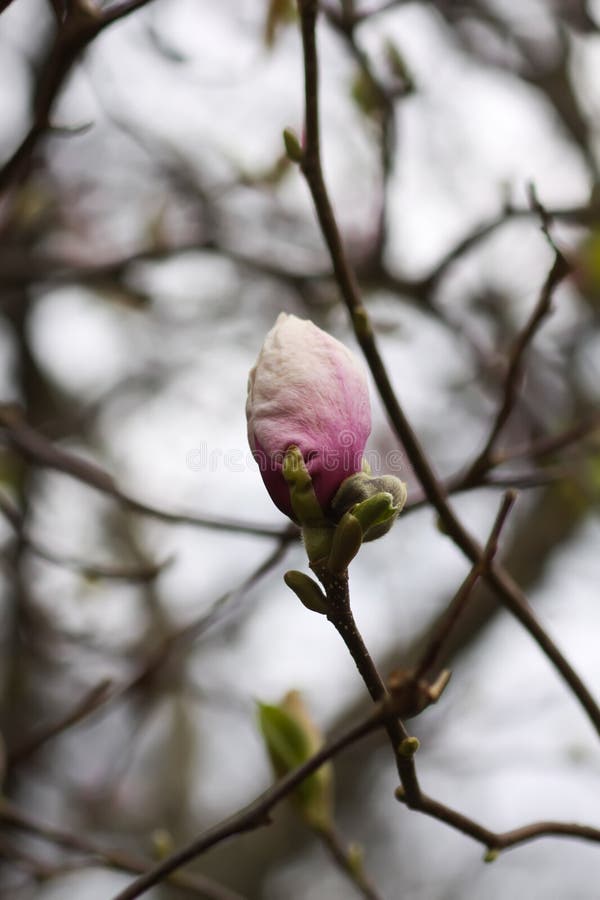 Magnolia Tree with a Pink Flowers at Spring. Beauty in Nature Stock ...