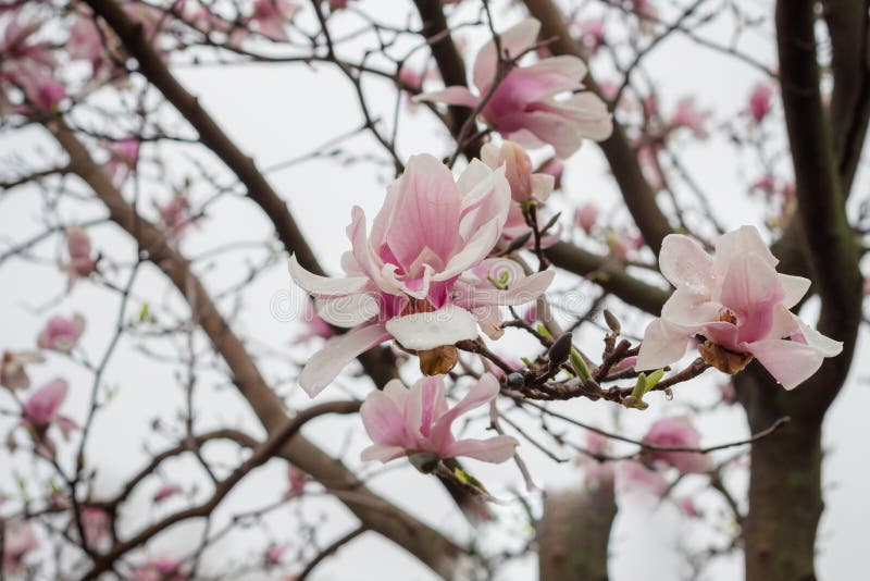 Magnolia Tree Pink and White Blooms after a Spring Rain. Stock Photo ...