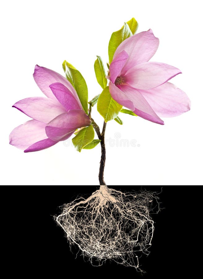 Magnolia Tree with Roots Isolated on White Stock Image - Image of ...