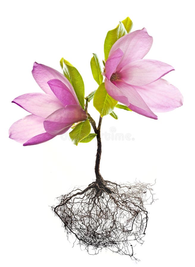 Magnolia Tree With Roots Isolated On White Stock Image - Image of ...