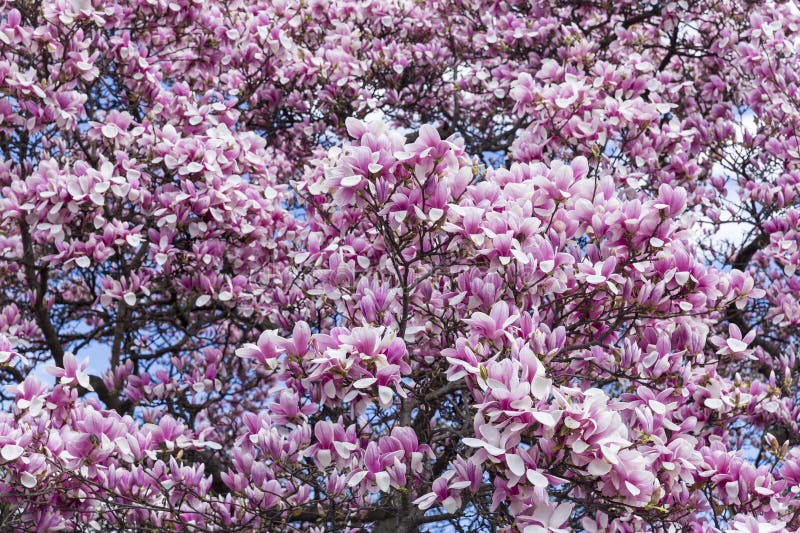Magnolia Tree Birds Stock Photos - Free & Royalty-Free Stock Photos ...