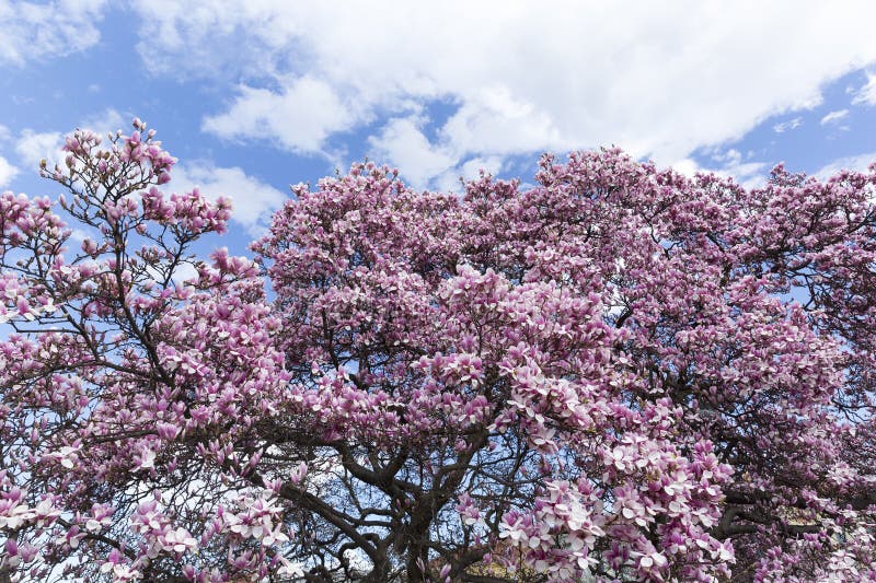 Magnolia Tree Birds Stock Photos - Free & Royalty-Free Stock Photos ...
