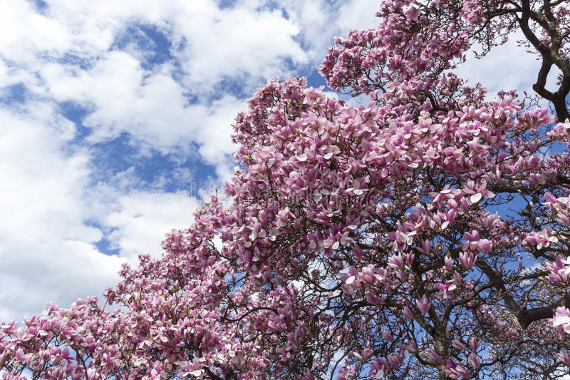 Magnolia Tree Birds Stock Photos - Free & Royalty-Free Stock Photos ...