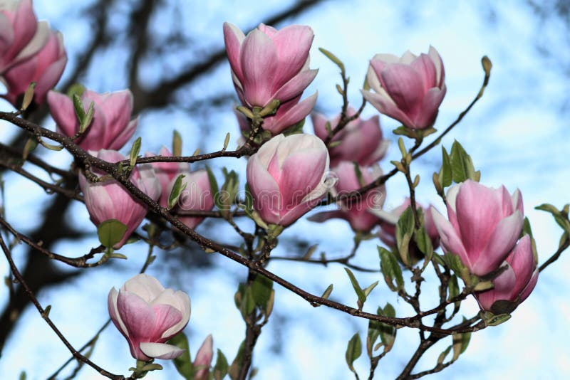 Magnolia tree stock image. Image of flower, branch, blooming - 31431149