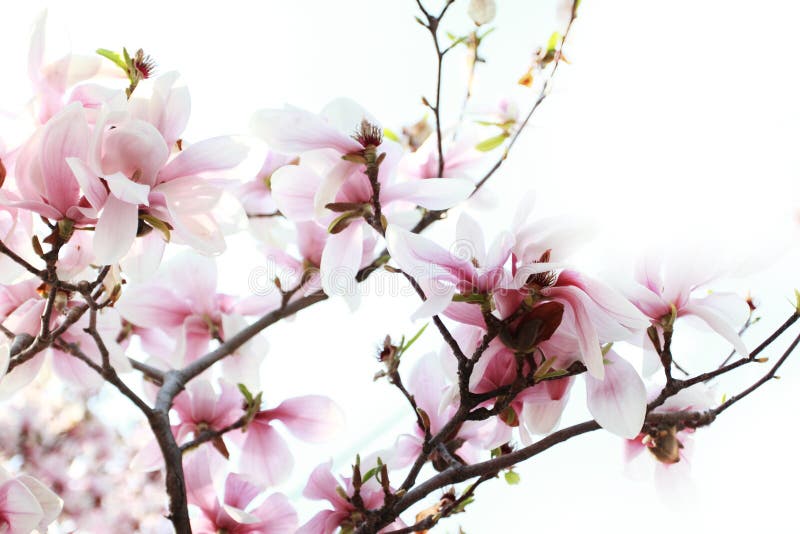Magnolia tree stock photo. Image of flora, bloom, season - 33740946