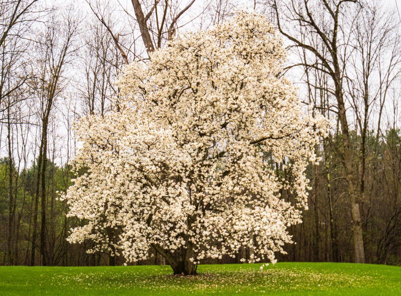 Magnolia Tree Spring in Vermont in Spring Stock Image - Image of sign ...