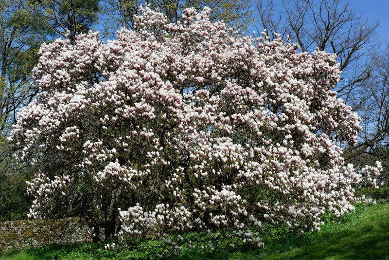 Magnolia tree stock image. Image of purple, plant, tree - 55016183