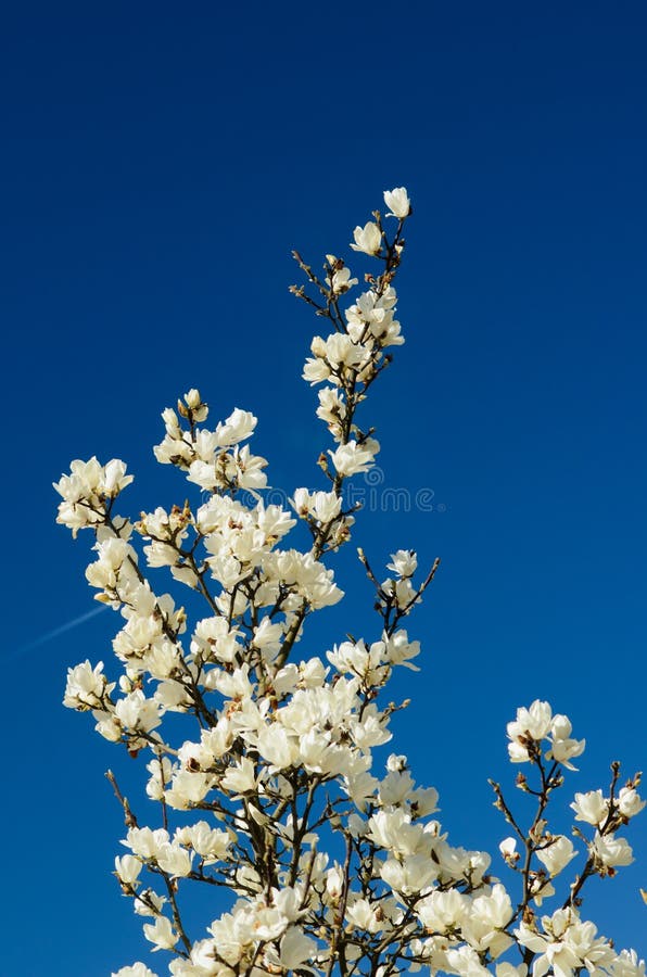 Magnolia tree stock photo. Image of scene, magnolia, fragrant - 42697516