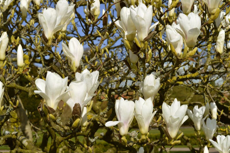 Magnolia Tree White Flowers Stock Photo - Image of spring, europe: 90897010