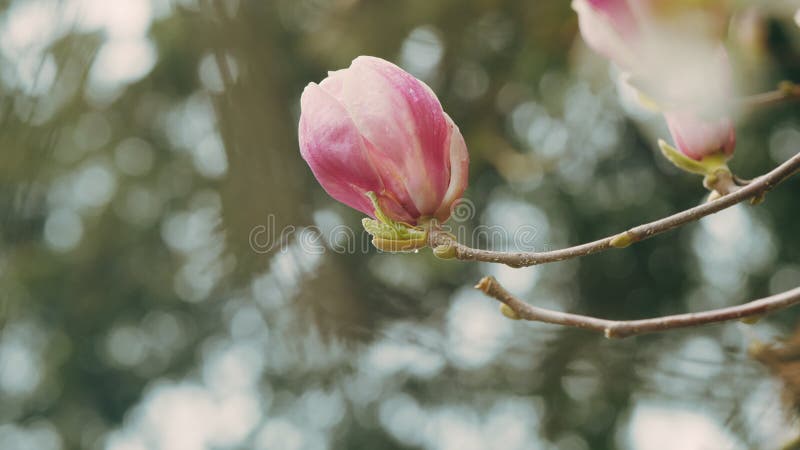 Magnolia Trees in the Botanical Garden. Floral Spring Background Stock ...