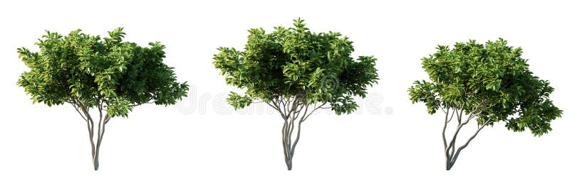 Magnolia Trees Isolated on White Background. 3D Render Stock ...