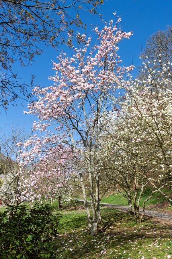 Magnolia trees in a park stock photo. Image of pistil - 191883852