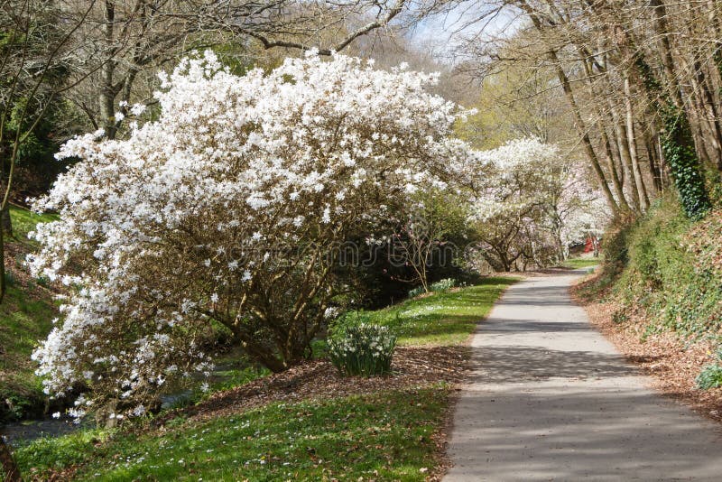 Path and Magnolia Trees in a Park Stock Photo - Image of stem, floral ...