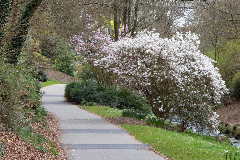 Magnolia Trees and Path in a Park Stock Image - Image of path, tree ...