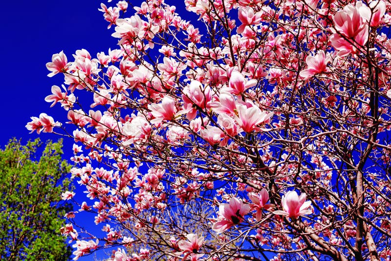 Magnolia Trees Spring Blossom Stock Photo - Image of relax, branches ...