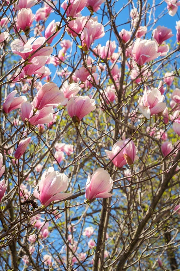 Magnolia tulip tree stock image. Image of plant, lily - 24374503