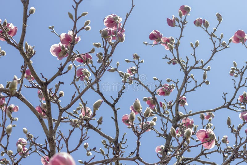 Magnolia Tulip Tree stock photo. Image of colorful, bloom - 54091964