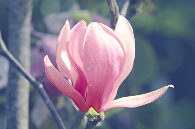 Magnolia or Tulip Tree in Botanical Garden. Stock Image - Image of ...
