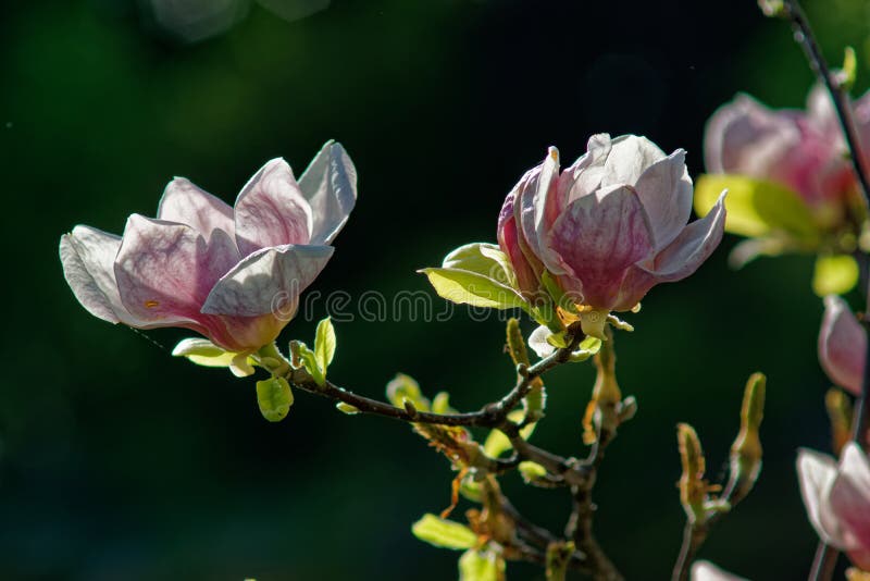 Magnolia under sun stock photo. Image of sprin, khmelnitsky - 147307184