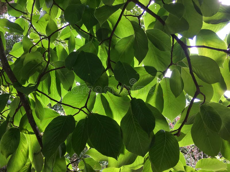 Magnolia X Veitchii â€œPeter Veitchâ€ Stock Photo - Image of veitchii ...