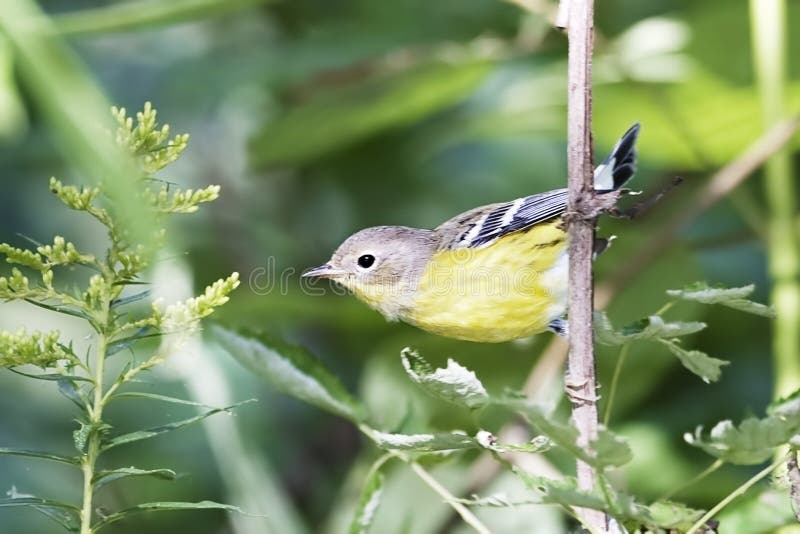 Magnolia Warbler, Setophaga Magnolia, 1st Winter Plumage Stock Photo ...