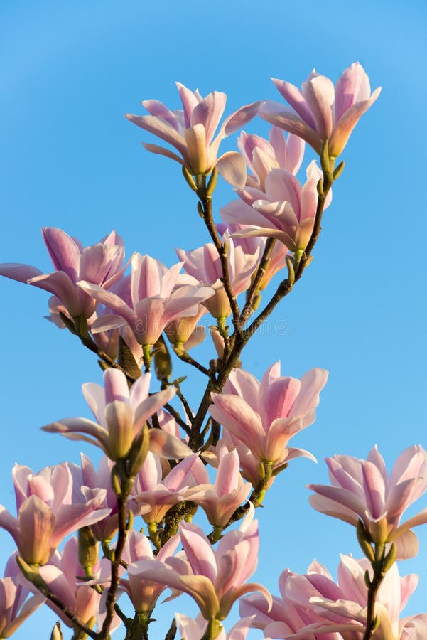 Magnolias in Evening Light, Magnolia Sunrise Stock Image - Image of ...