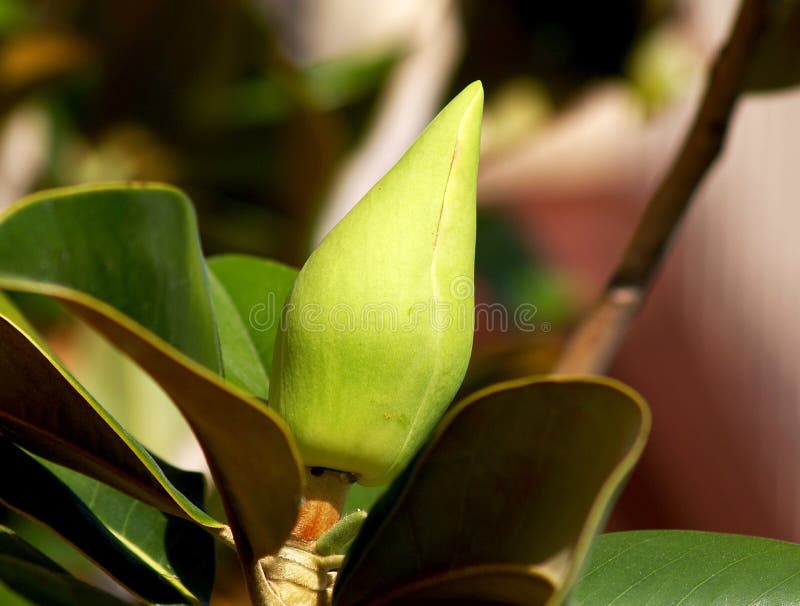 Magnolias about to open stock image. Image of fresh, green - 84508277